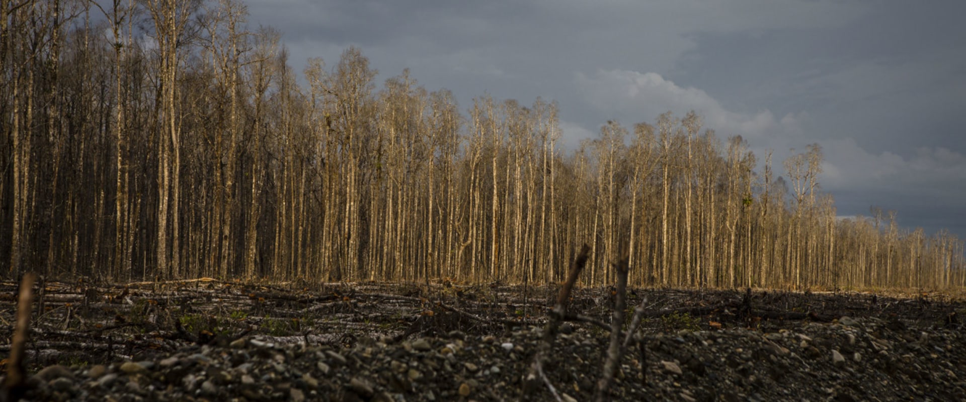 How is gold bad for the environment?